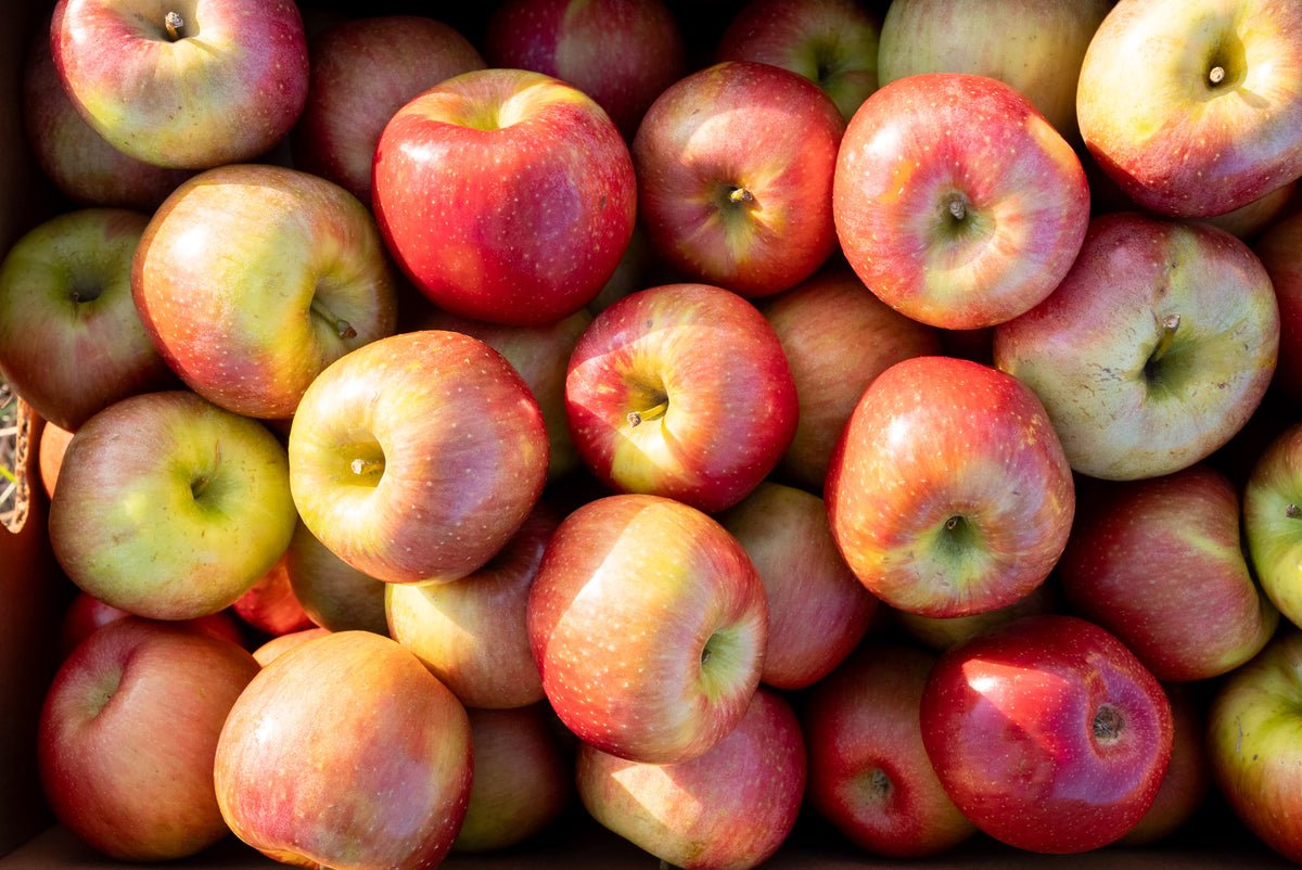 EverCrisp® – Shenandoah Valley Orchards