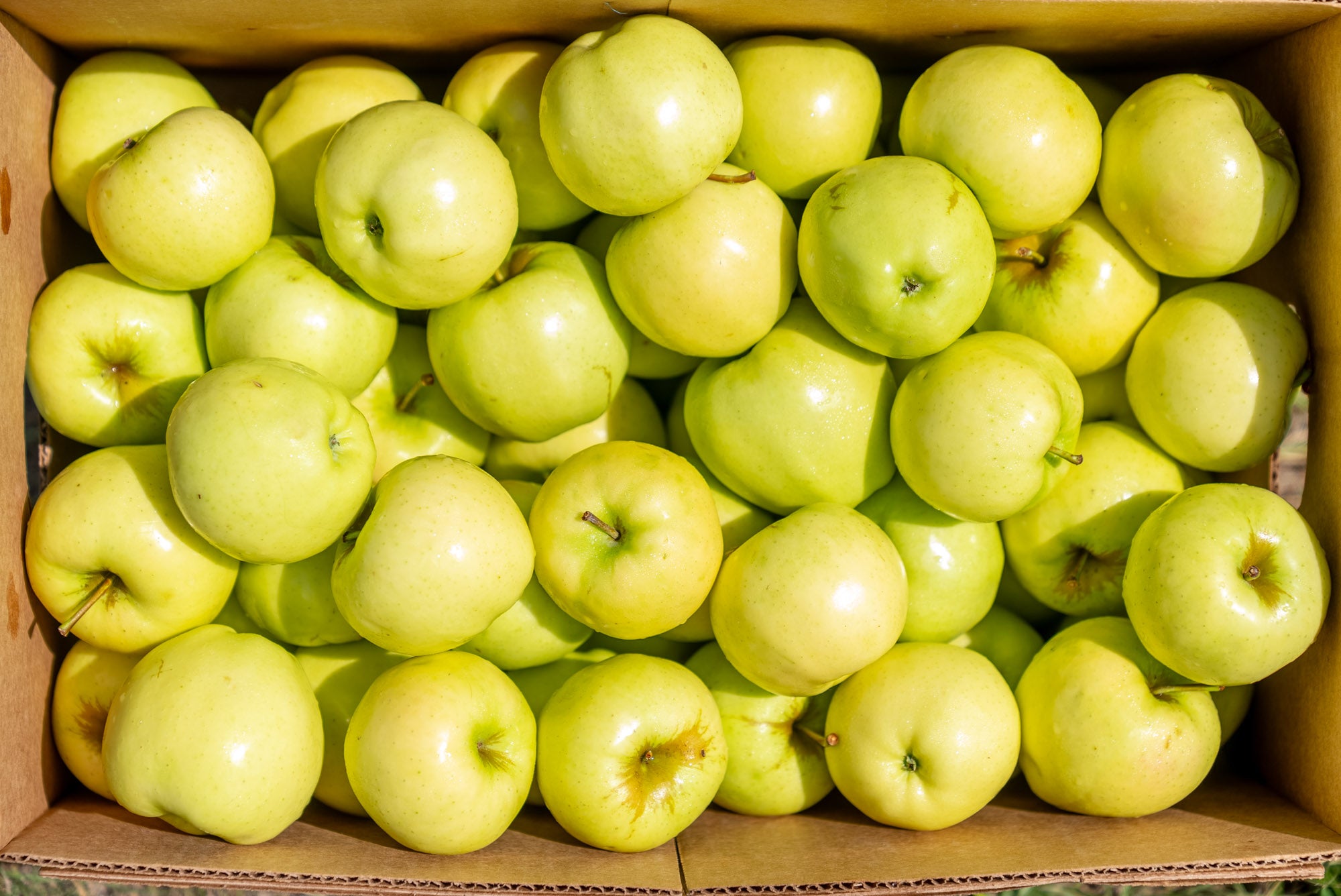 Ginger Gold – Shenandoah Valley Orchards