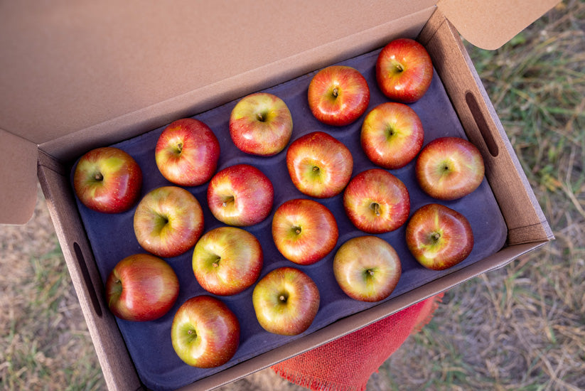 EverCrisp® – Shenandoah Valley Orchards