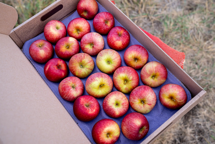 Stayman – Shenandoah Valley Orchards