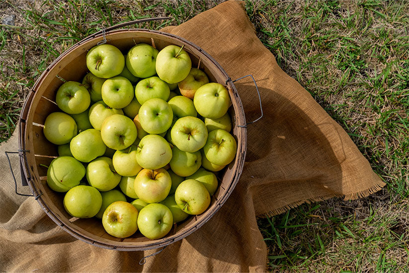 Ginger Gold – Shenandoah Valley Orchards